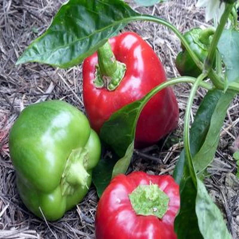 250 Keystone Giant Pepper Heirloom Seeds – The Gardening World