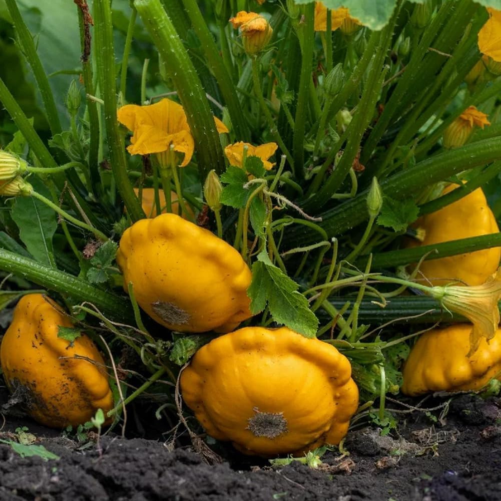 100 Summer Squash Seeds Yellow Bush Scallop - Non-GMO - Always Fresh S ...