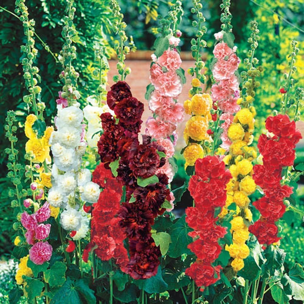 200 Hollyhock Flower Seeds "Chater’s Double Mix" Alcea Rosea – The ...
