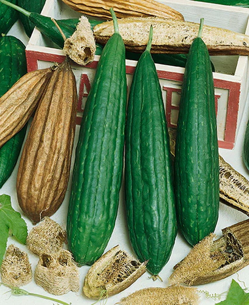 25 Gourds Seeds - Luffa Sponge Heirloom - Premium Non-GMO, Loofa, Loof ...