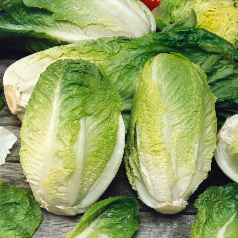 2000 Lettuce Seeds - Romaine - Giant Caesar - NON-GMO - Always Fresh S ...