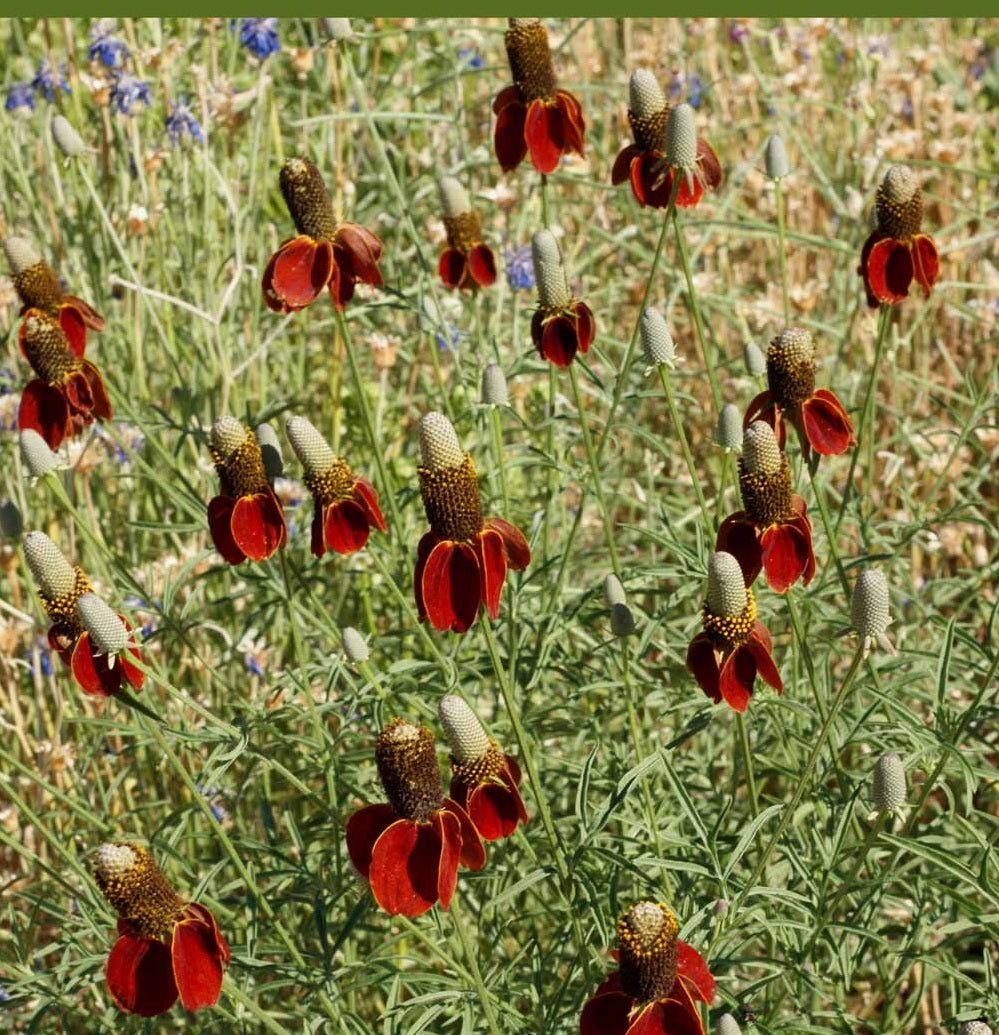 2000 Dwarf Red Coneflower Flower Seeds Ratibida columnifera – The ...