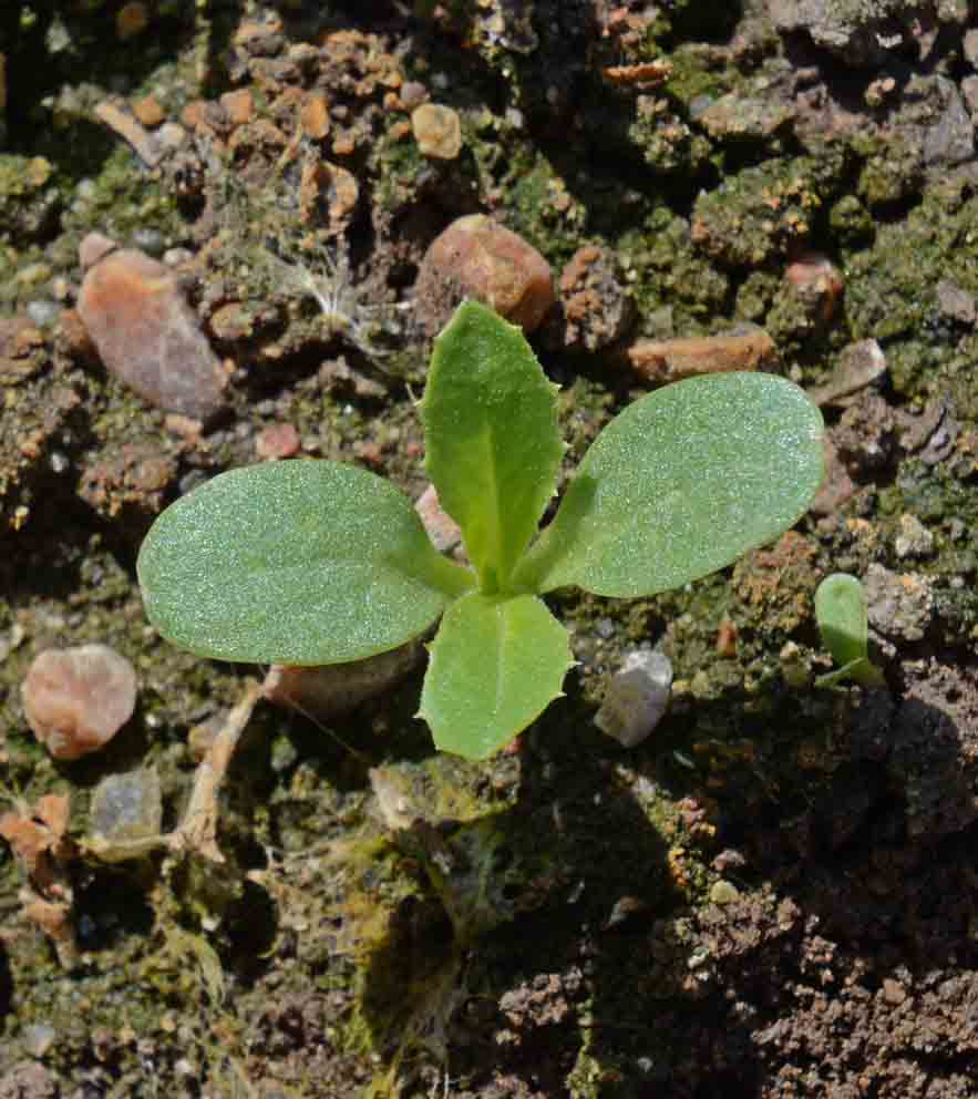 1oz Sweet Sultan Flower Seeds ‘Imperialis Mix’ Amberboa moschata (7500 ...