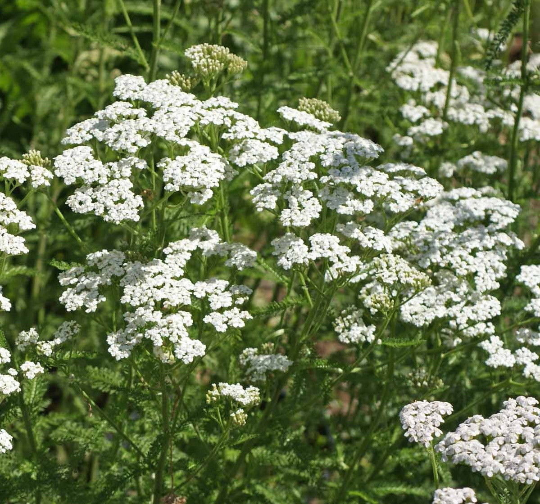 Yarrow Plant
