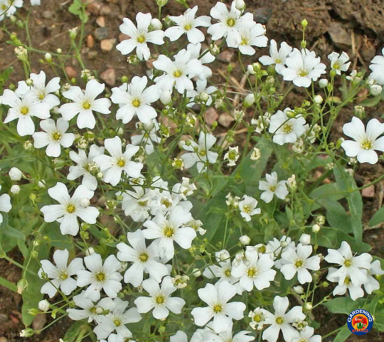 Gypsophila Elegans Seedling