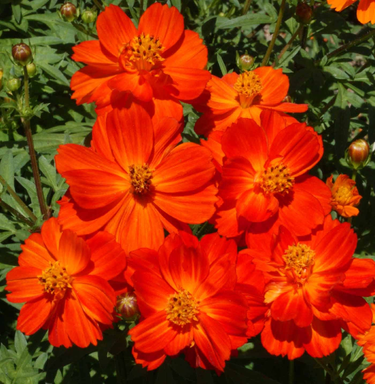 250 Cosmos Sulphur Dwarf Red Flower Seeds – The Gardening World