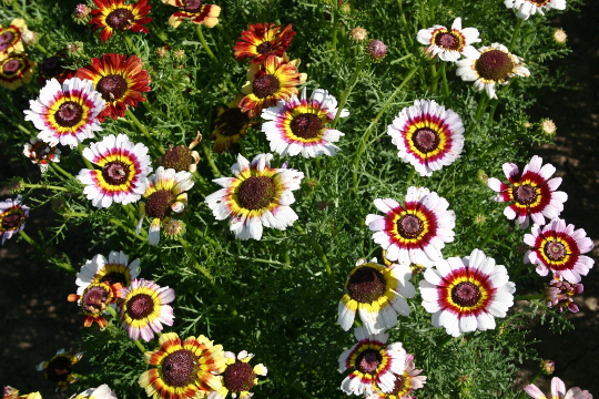 250 Painted Daisy Mix Flower Seeds Chrysanthemum carinatum – The ...