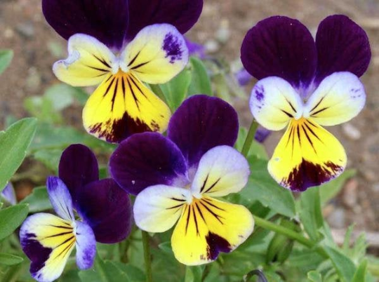 500 JOHNNY JUMP UP Helen Mount Viola Seeds Tricolor Flower – The ...