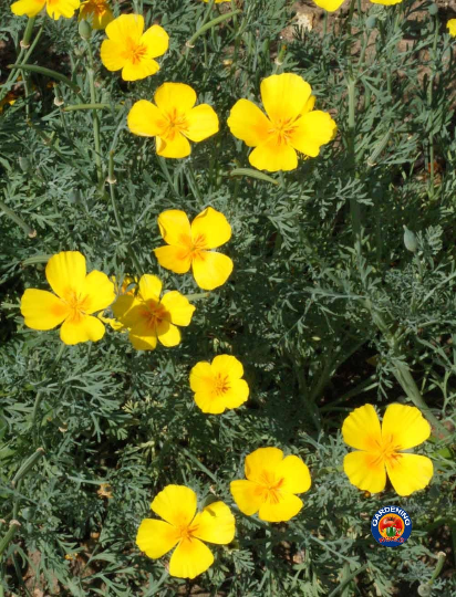 300 Golden West California Poppy Flower Seeds – The Gardening World