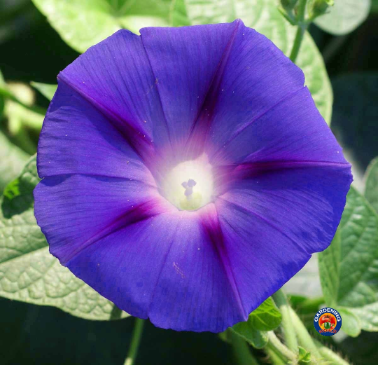 100 Morning Glory Grandpa Ott Purple Flower Seeds – The Gardening World