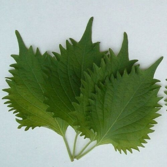 100 Green Shiso Ao Popular Herb Perilla frutescens var crispa – The ...