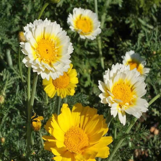 5000 GARLAND CROWN DAISY Flower Seeds Chrysanthemum – The Gardening World