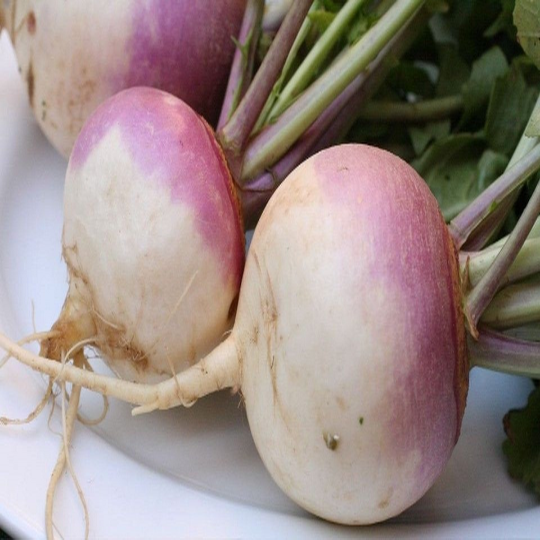 1000 Purple Top White Globe Turnip Brassica Rapa Seeds – The Gardening ...